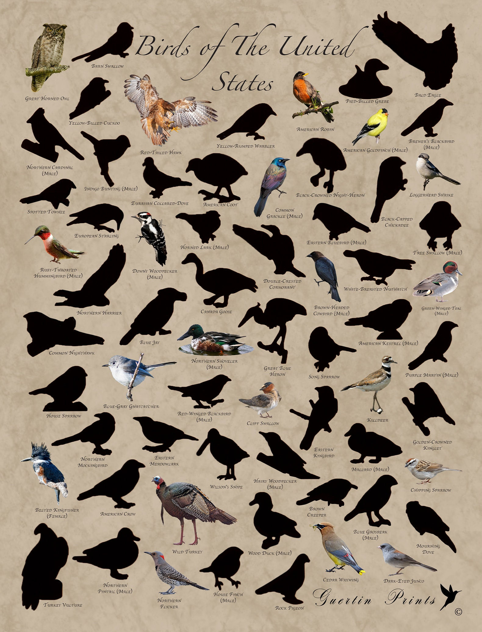 Bird Watching - SCRATCH OFF POSTER (18” X 24” - Made in North America ...