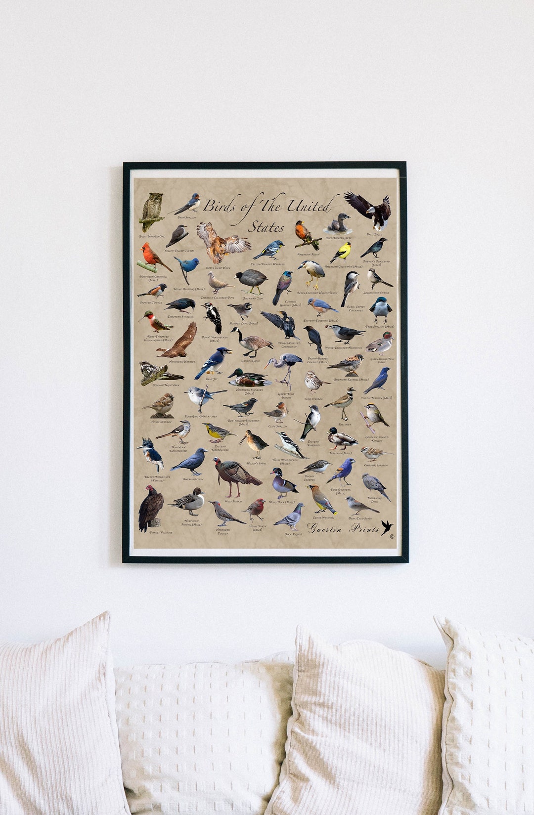 Must-see Birds in the U.S.A. - Bird Poster (18” X 24” - Made in North ...