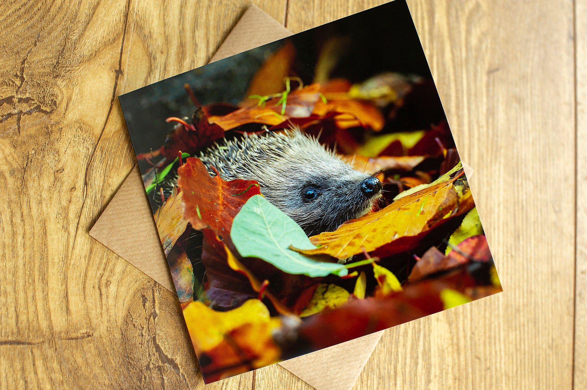 Hedgehog Card, Hedgehog Greeting Card, Blank Inside, 6 X 6. - Etsy UK