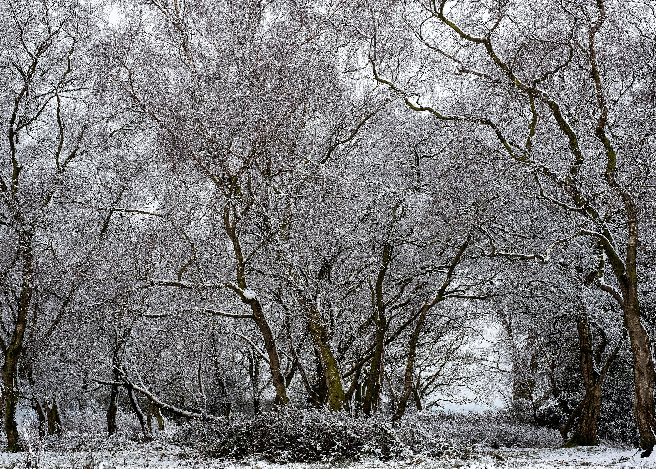 St Thomas's Trees Callowhill Dilhorne Staffordshire | Etsy