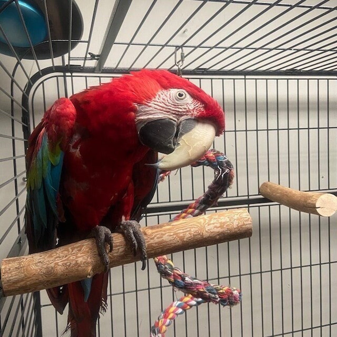 Large Natural Wood Bird Perch, Large Bird Stand, Parrot Stand, Macaw ...