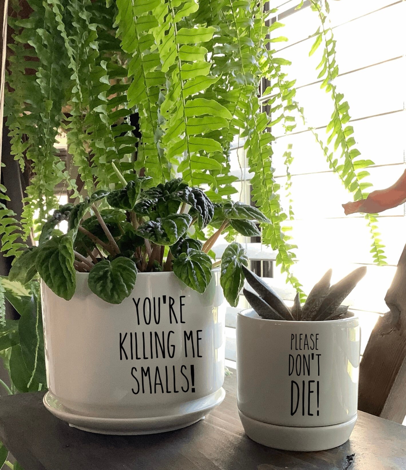 Custom Witty Punny Sarcastic Plant Pot Plants Have | Etsy