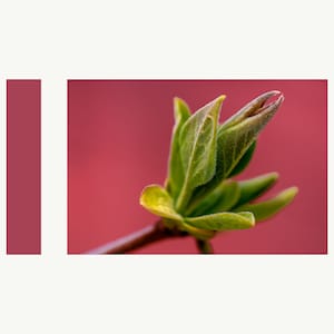 Brand Color Palette, Hex Codes, Branding Board, Color Scheme, Pinks ...