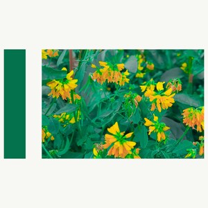 Brand Color Palette, Hex Codes, Green Palette, Branding Board, Color ...