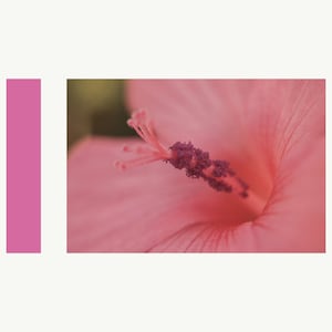 Brand Color Palette, Hex Codes, Branding Board, Color Scheme, Pinks ...