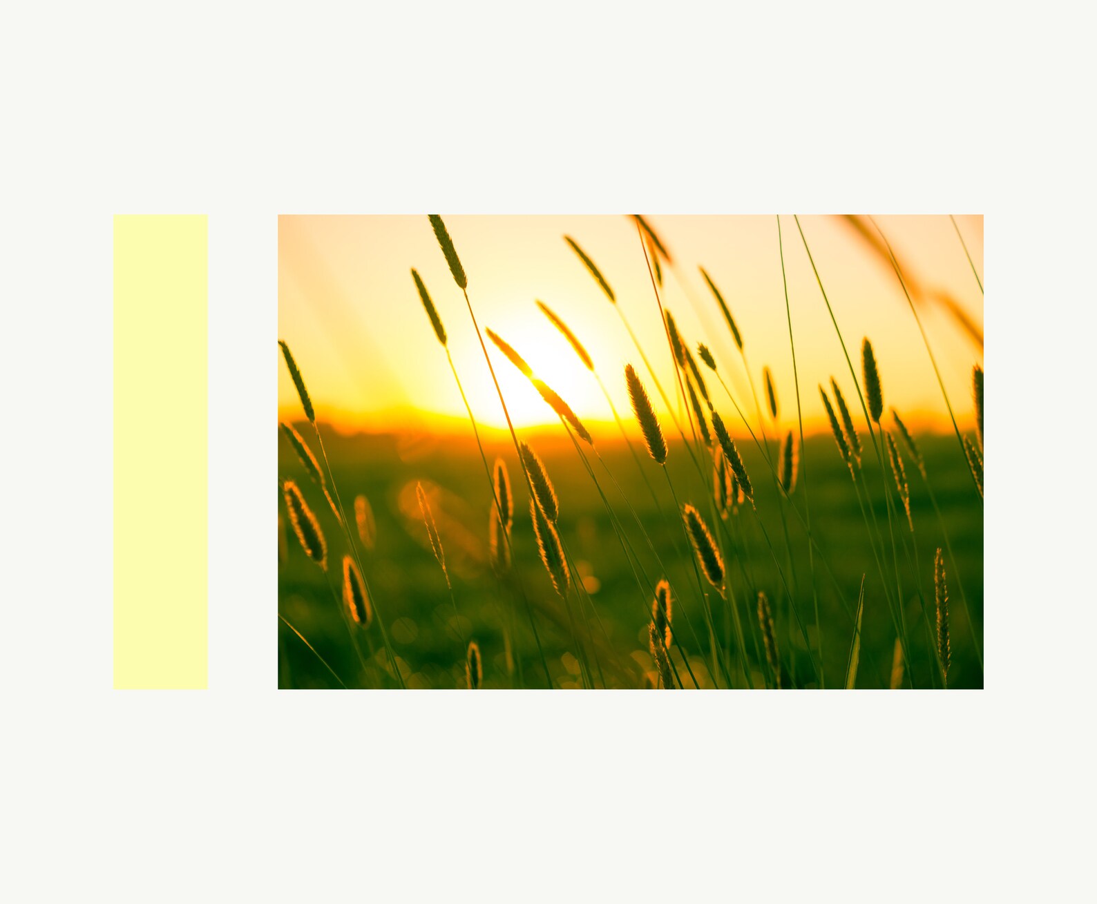 Brand Color Palette, Website Colors, Social Branding, Hex Codes, Green ...