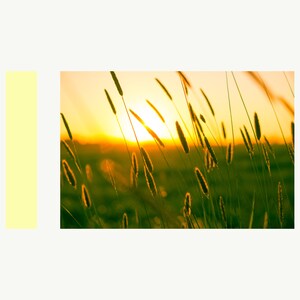 Brand Color Palette, Website Colors, Social Branding, Hex Codes, Green ...