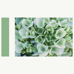 Brand Color Palette, Hex Codes, Green Palette, Branding Board, Color ...