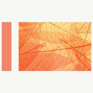 Boho Color Palette, Hex Codes, Branding Board, Color Scheme, Orange ...