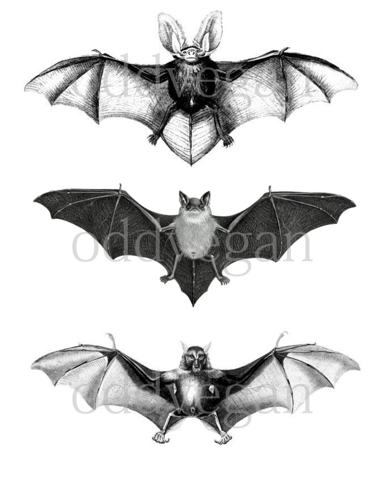 Halloween Art Vintage Bats Gothic Art Download Digital - Etsy