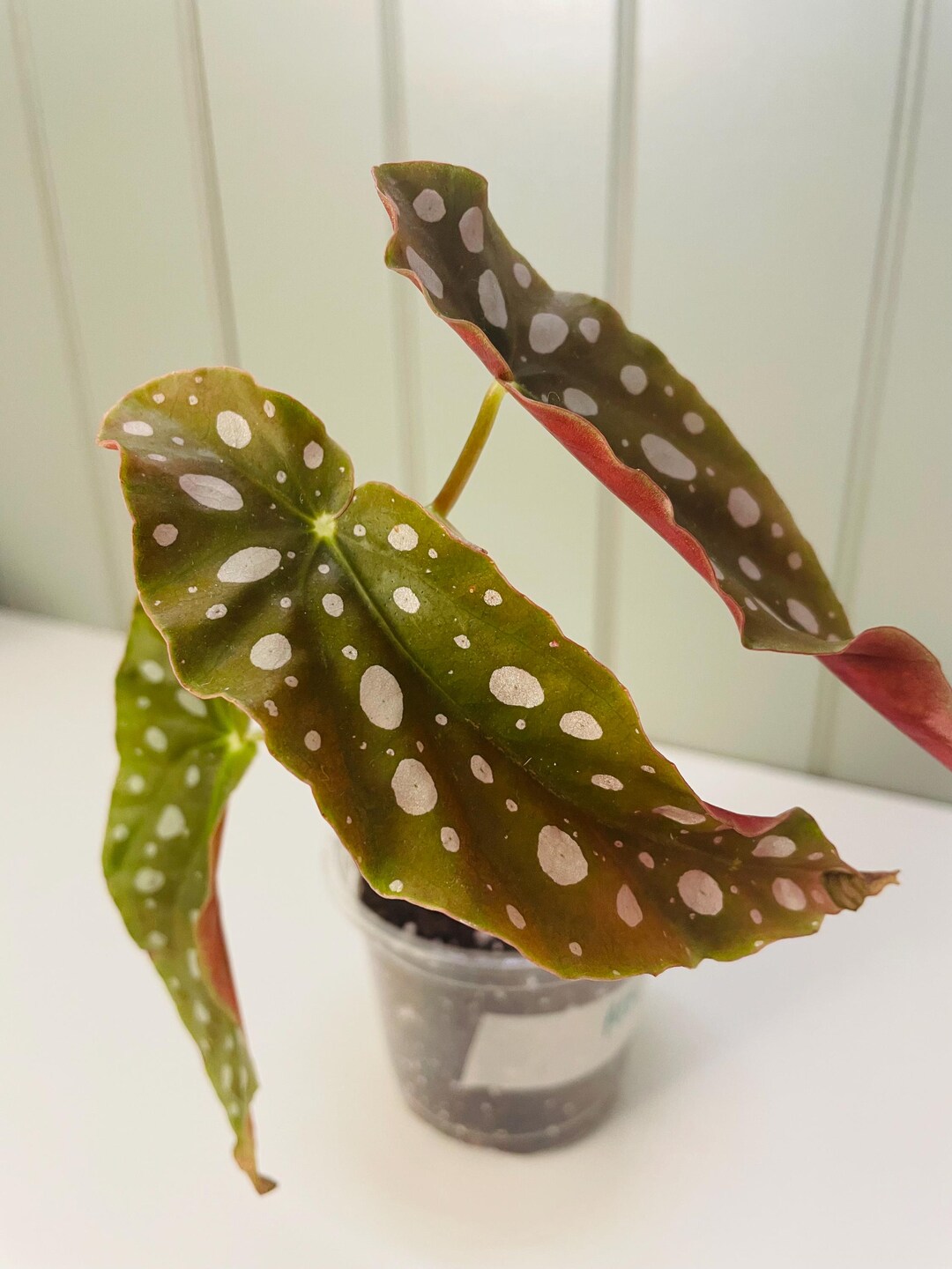 Begonia Maculata Starter Plant. Polka Dot Wing Shaped Leaves. 3.5" X 3 ...