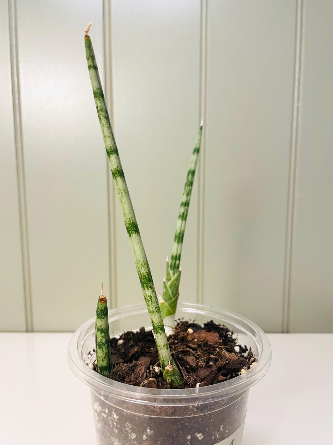 Three Dragon Fingers Sansevieria Cylindrica Shoots. Unique Succulents ...