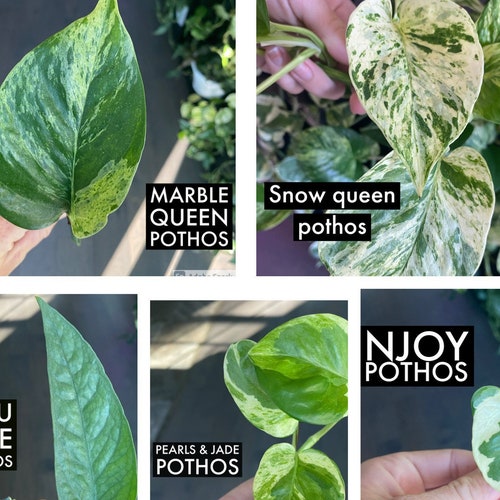 Plant Nodes for Propagation Leafless Nodes Indoor Plants - Etsy