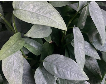 Cebu Blue Pothos - Etsy