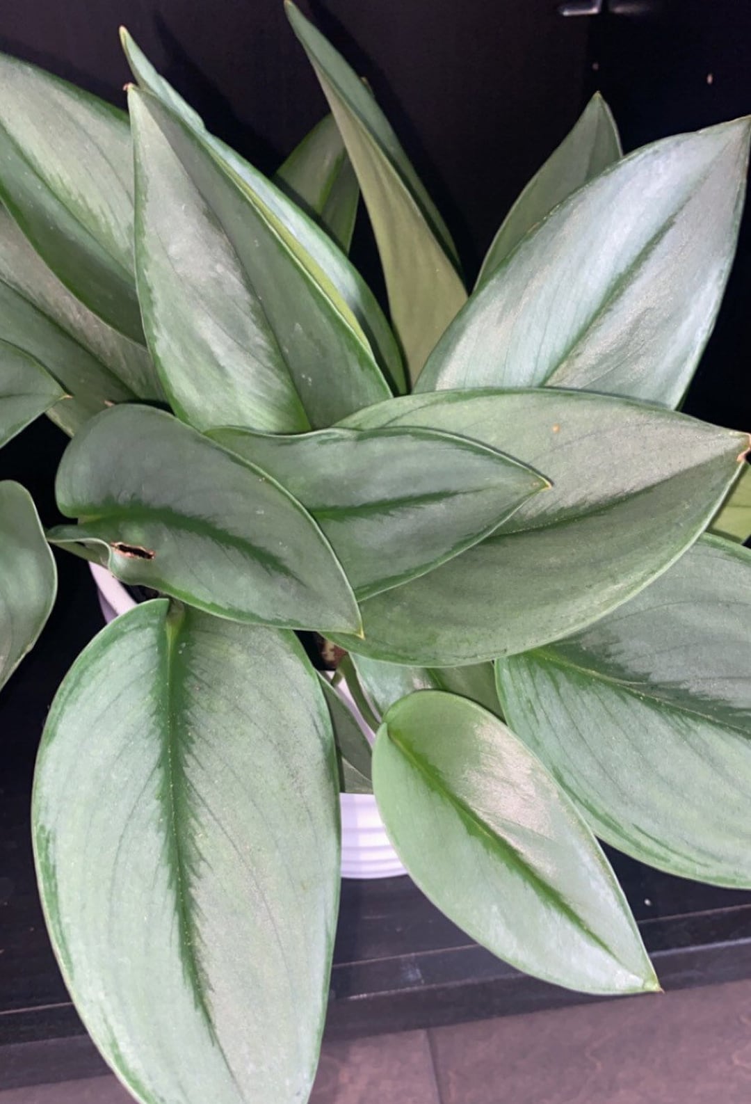 Moonlight Pothos, Scindapsus Treubii Moonlight, Sterling Silver Plant ...