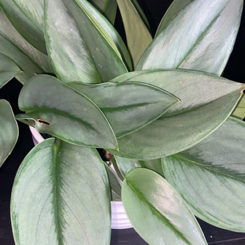 Moonlight Pothos Scindapsus Treubii Moonlight Sterling - Etsy