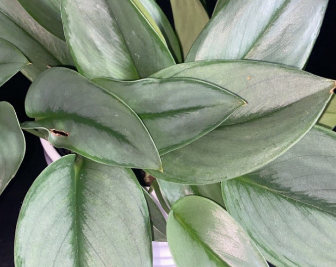 Moonlight Pothos, Scindapsus Treubii Moonlight, Sterling Silver Plant ...