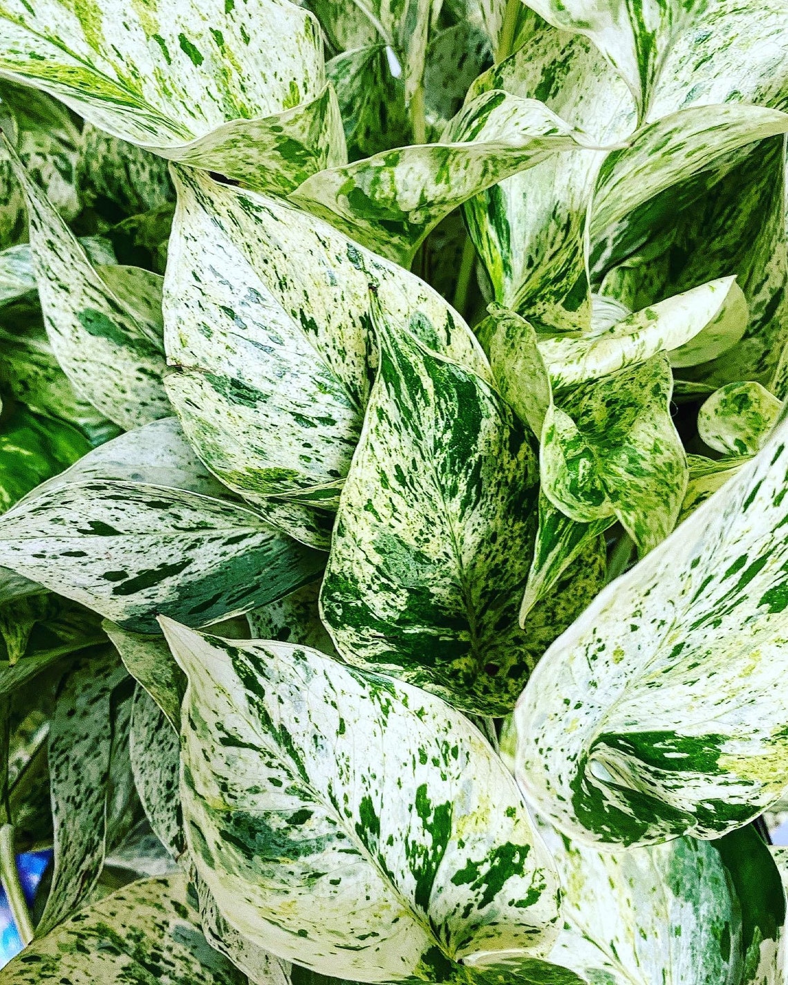 Snow Queen Pothos Cutting Variegated Plant Rare Pothos - Etsy