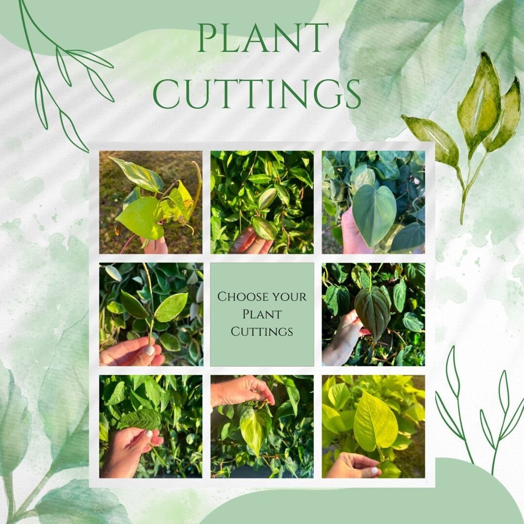 Plant Cuttings for Propagation, Plant Gifts, Pothos Cuttings ...