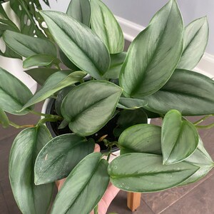 Moonlight Pothos, Scindapsus Treubii Moonlight, Sterling Silver Plant ...