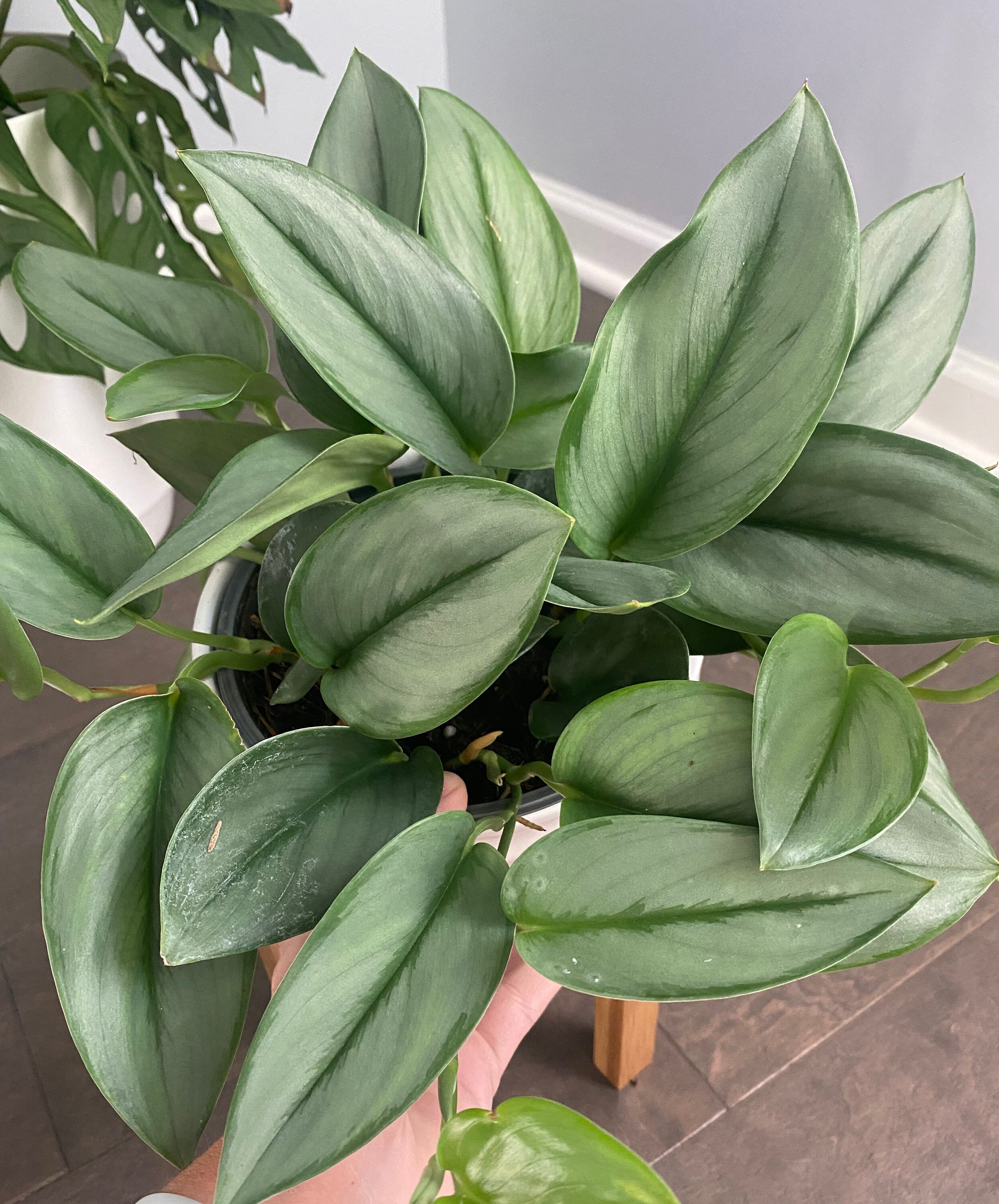Moonlight Pothos, Scindapsus Treubii Moonlight, Sterling Silver Plant ...