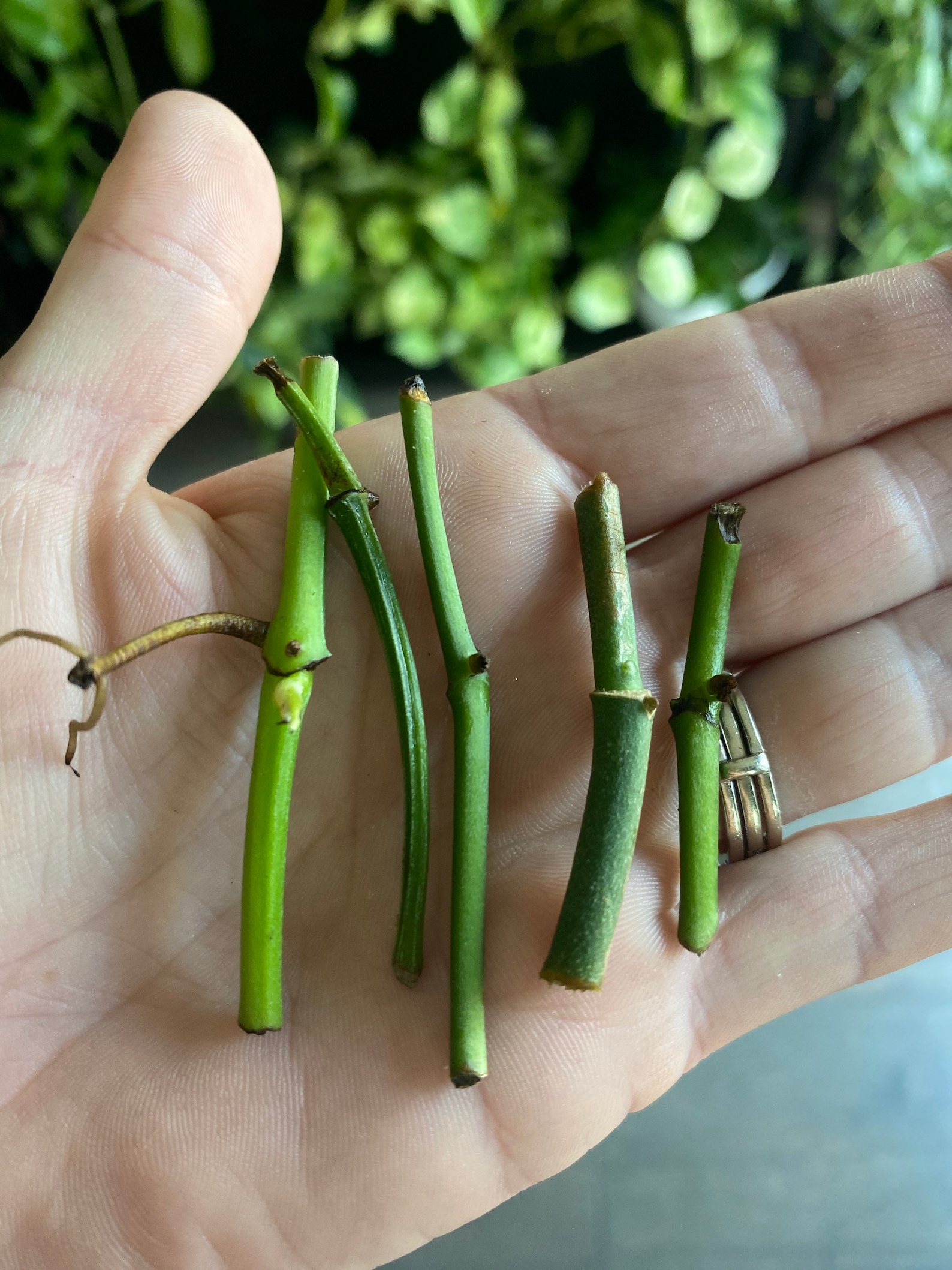 Plant Nodes for Propagation Leafless Nodes Indoor Plants - Etsy