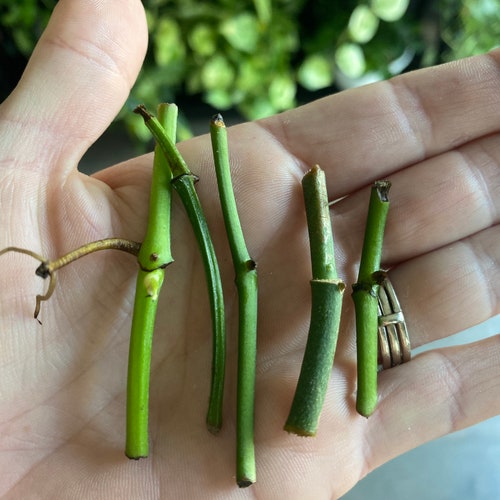 Plant Nodes for Propagation Leafless Nodes Indoor Plants - Etsy