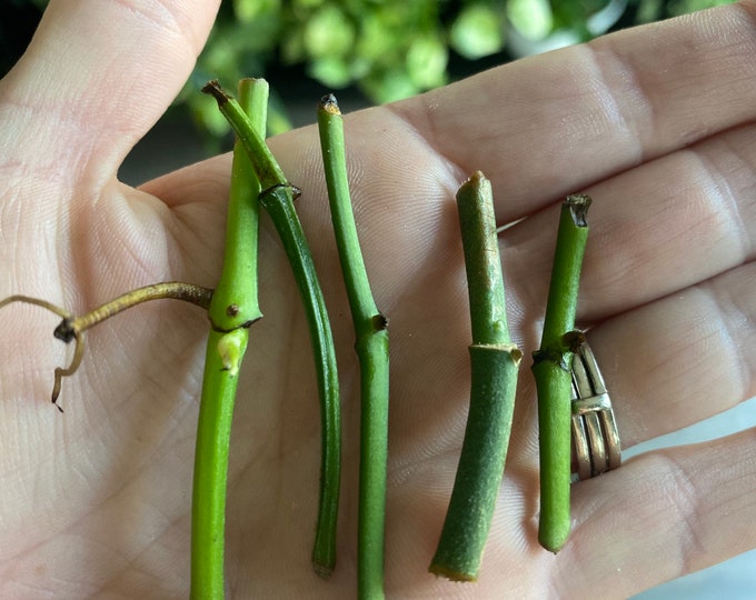 Plant Nodes for Propagation, Leafless Nodes, Indoor Plant Nodes - Etsy
