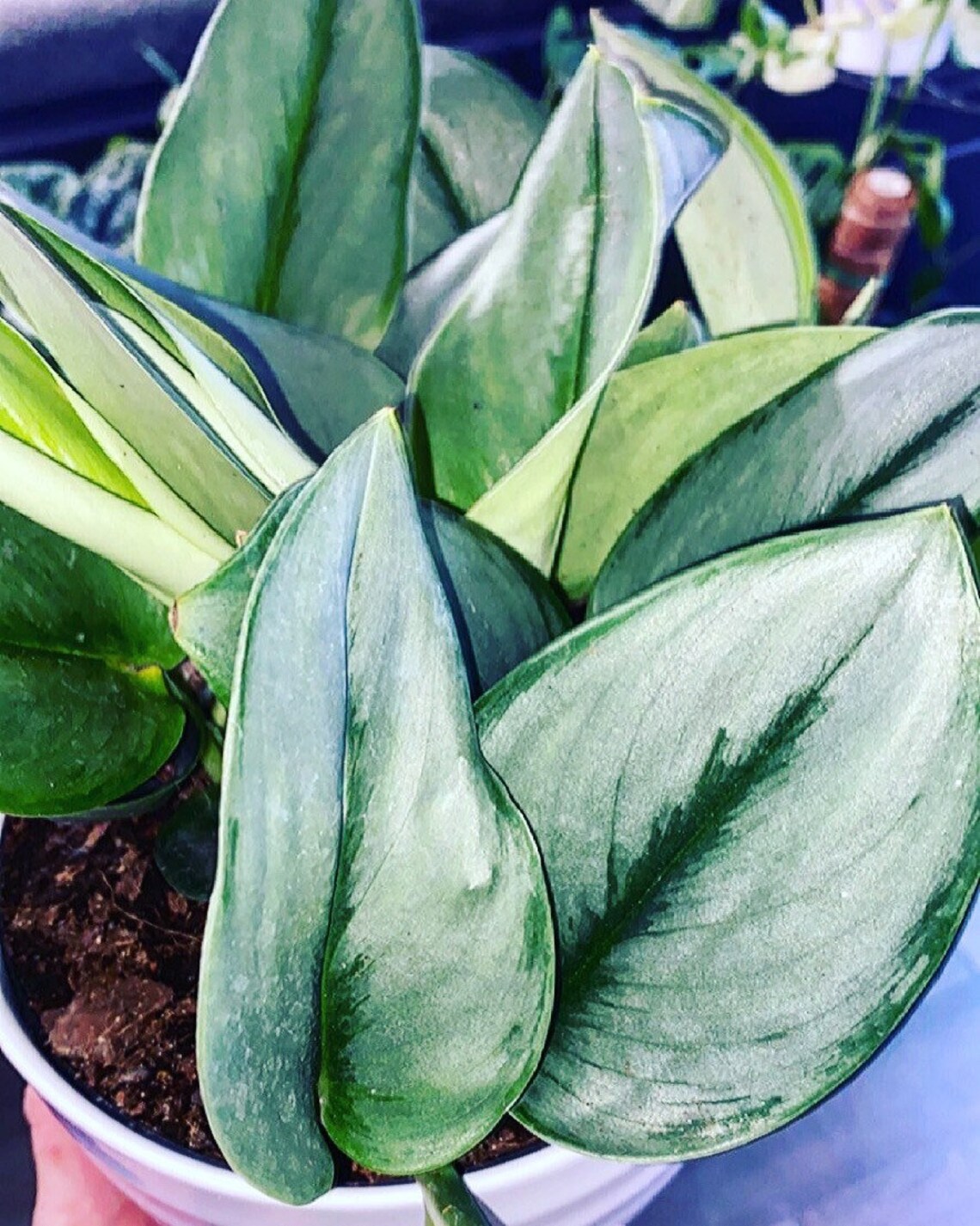 Moonlight Pothos Scindapsus Treubii Moonlight Sterling - Etsy