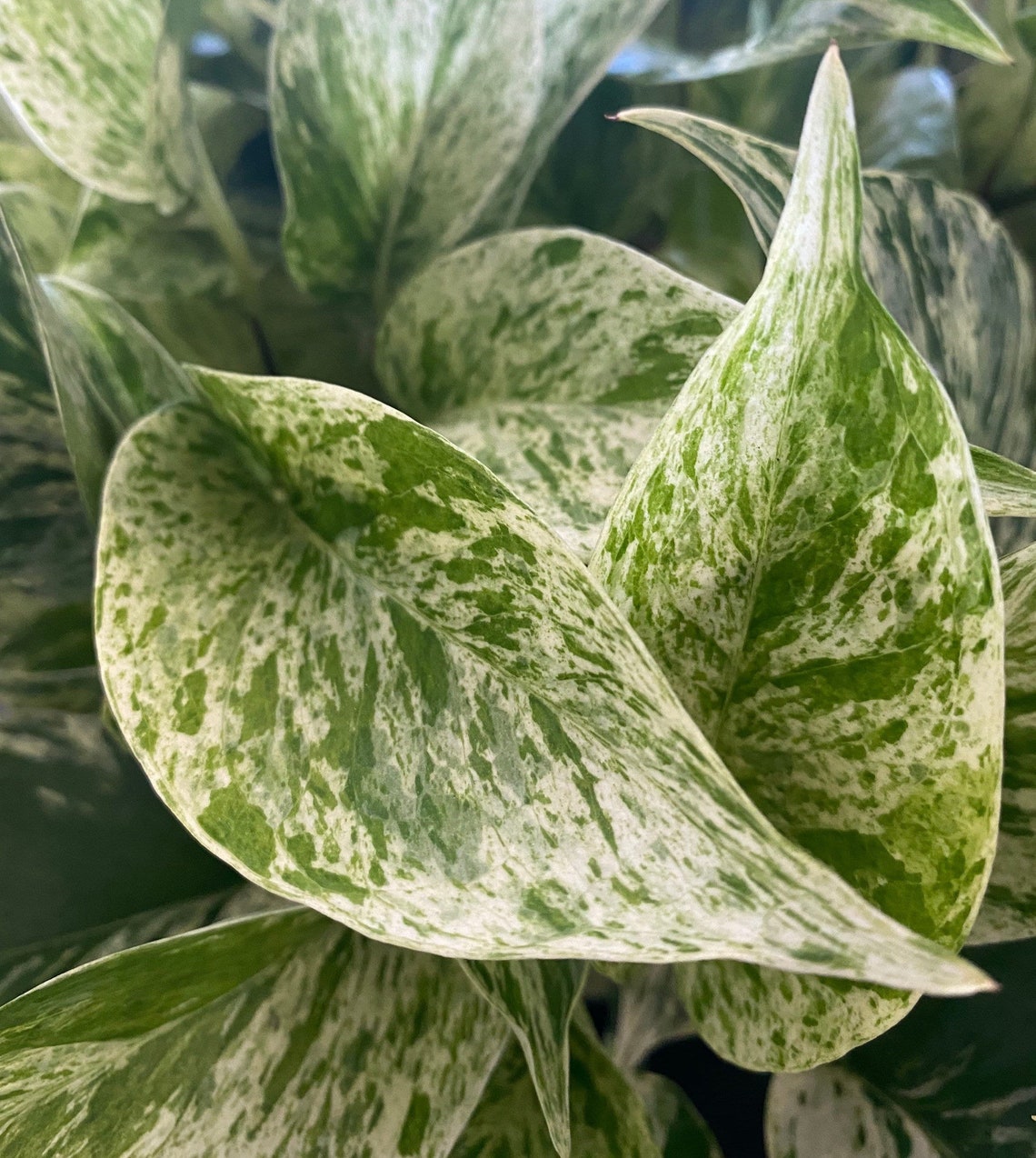 Snow Queen Pothos Cutting Variegated Plant Rare Pothos - Etsy