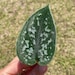 Moonlight Pothos, Scindapsus Treubii Moonlight, Sterling Silver Plant ...
