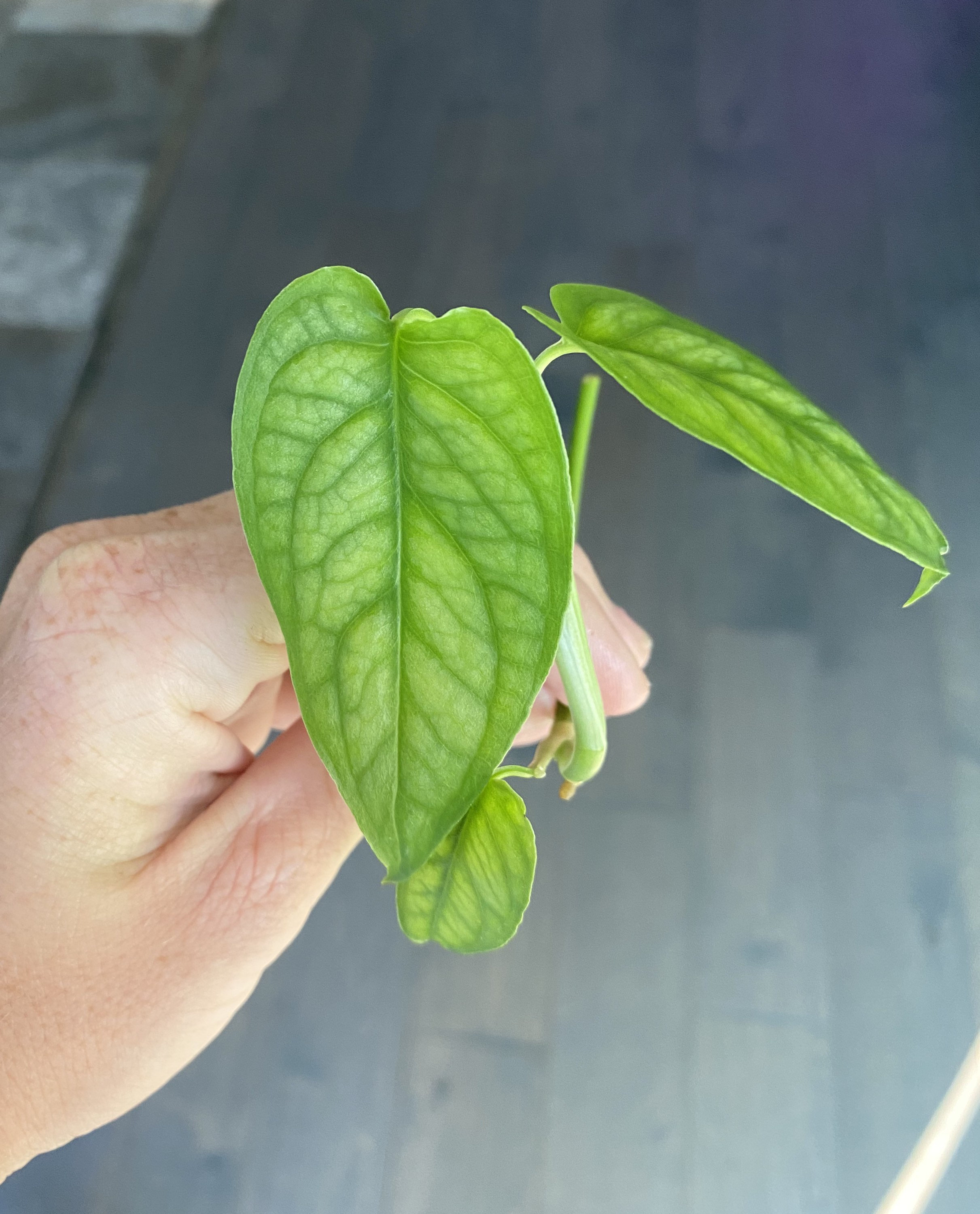Monstera Siltepecana Silver Monstera Cutting Rare Monstera - Etsy