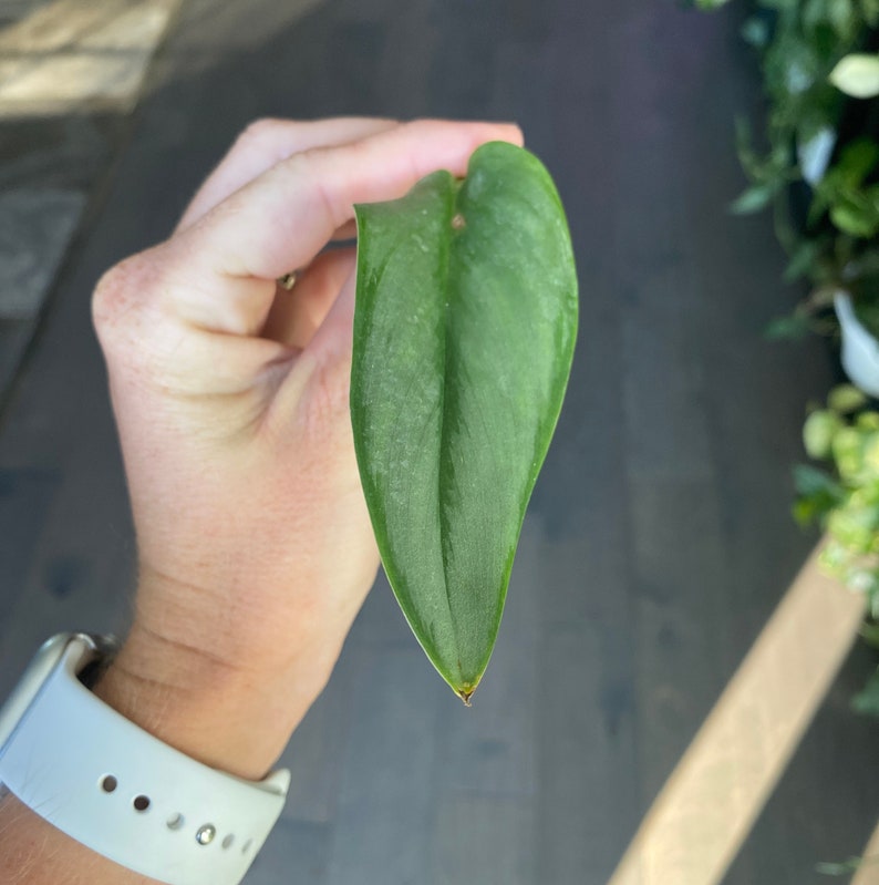 Moonlight Pothos Scindapsus Treubii Moonlight Sterling - Etsy