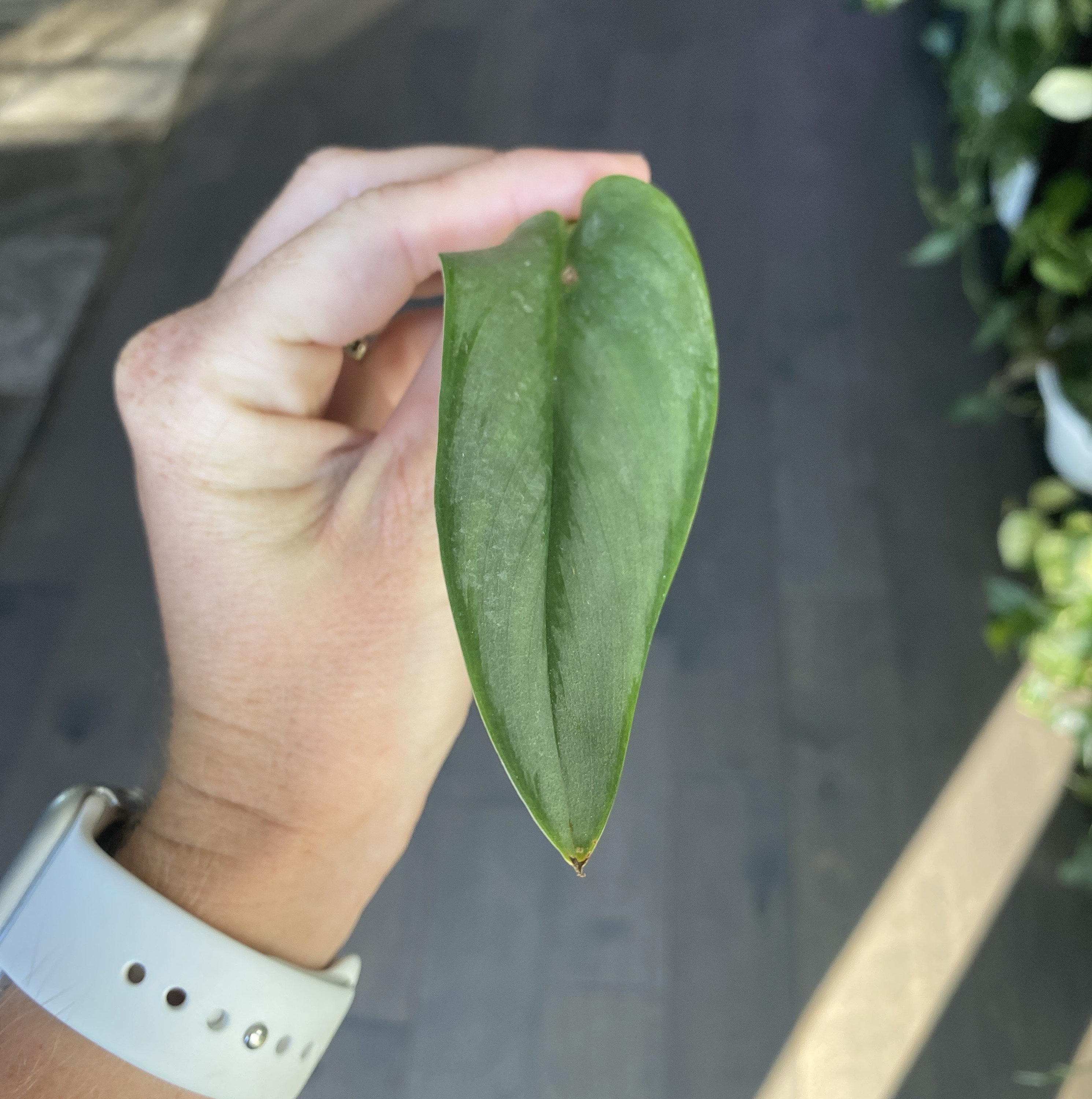 Moonlight Pothos Scindapsus Treubii Moonlight Sterling - Etsy