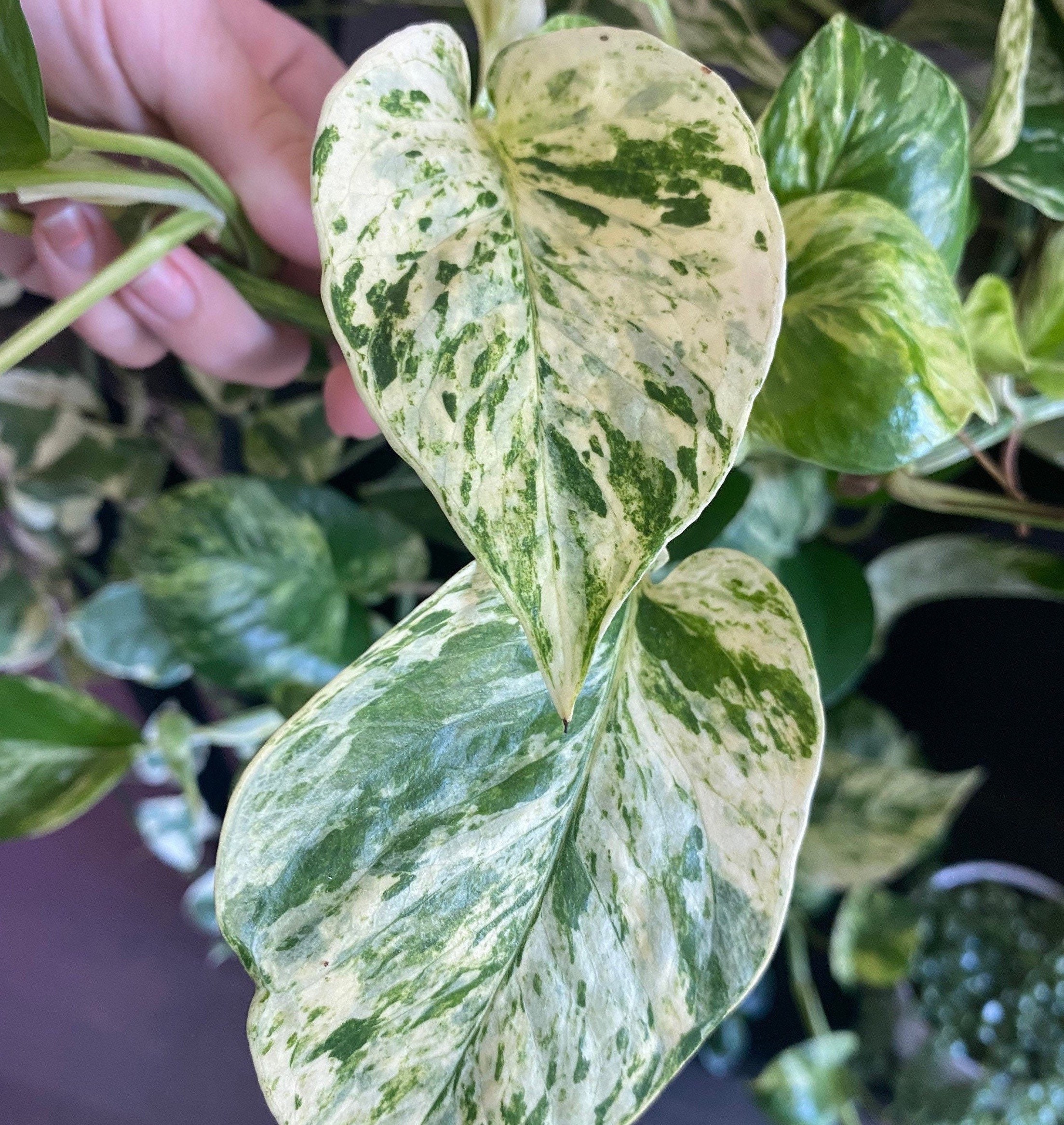 Snow Queen Pothos Cutting Variegated Plant Rare Pothos - Etsy