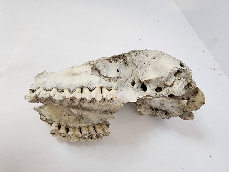 Partial Deer Skull 7" X 4" X 3", Missing Jaw and Eye Sockets, Snout - Etsy