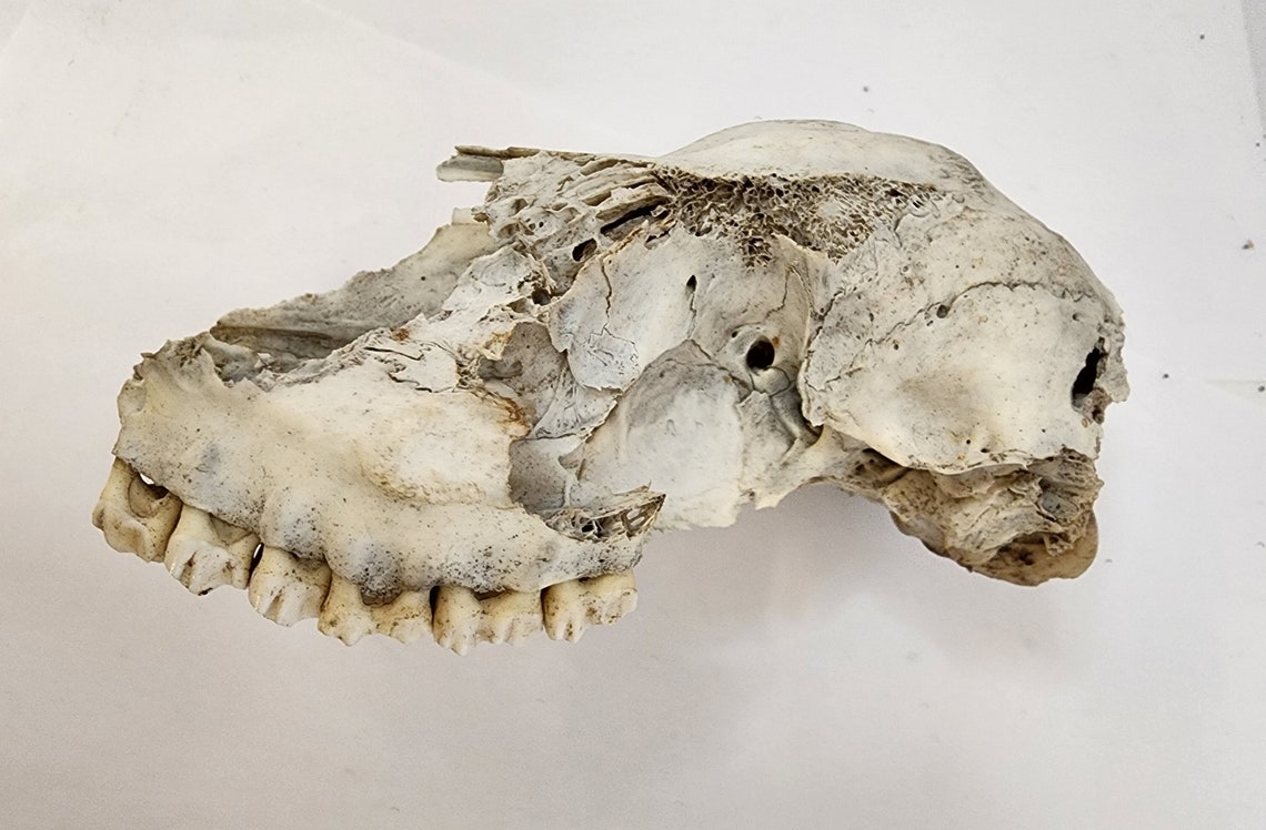 Partial Deer Skull 7" X 4" X 3", Missing Jaw and Eye Sockets, Snout - Etsy