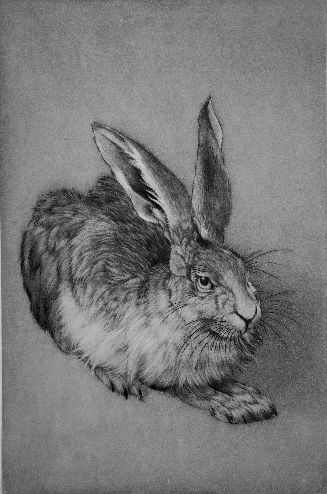 Durer's Hare- Hand Printed Etching/ Engraving of a Hare Printed in ...