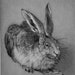 Durer's Hare Hand Printed Etching/ Engraving of a Hare Printed in Black ...