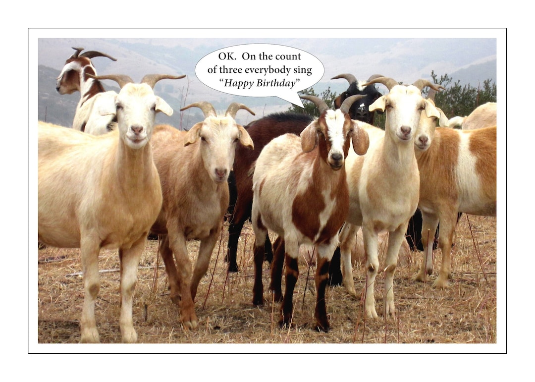 On the Count of Three, the Goats Wish You a Happy Birthday - Etsy