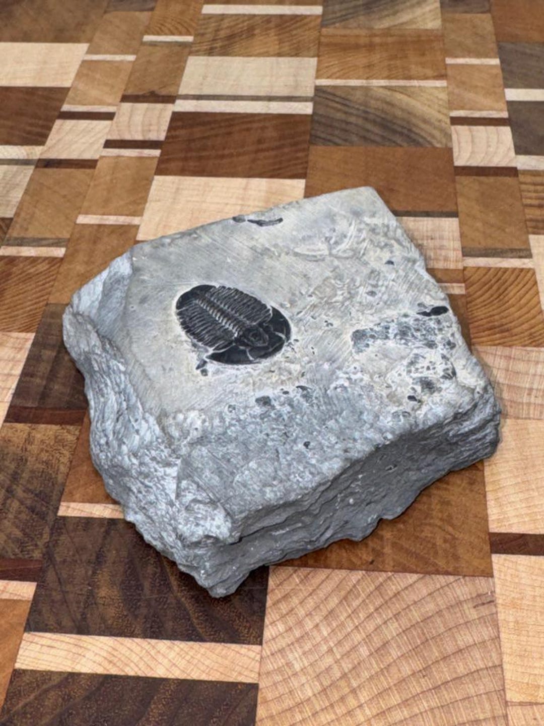Trilobite Fossil Paperweight, Genuine Stone Matrix Specimen, Small Desk ...