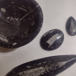 Orthoceras Fossil Bowl Set With Three Separate Squid Fossil - Etsy