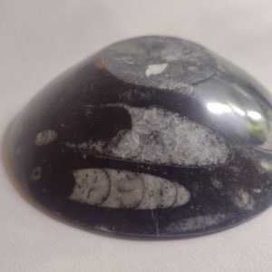 Orthoceras Fossil Bowl Set With Three Separate Squid Fossil - Etsy