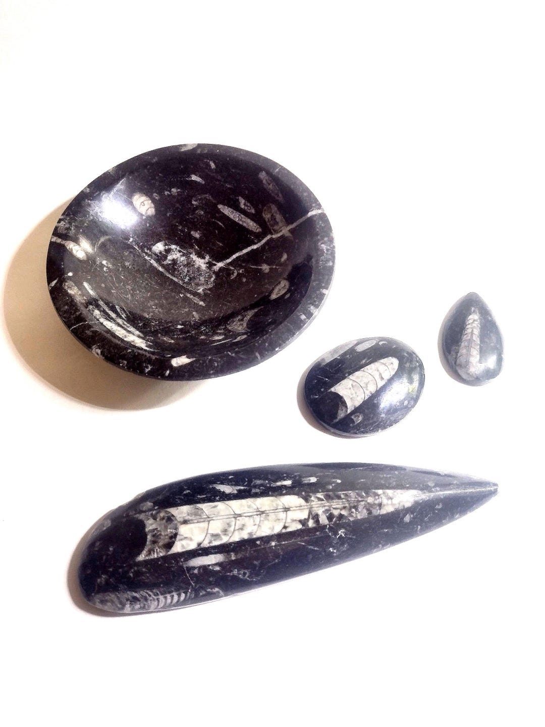 Orthoceras Fossil Bowl Set With Three Separate Squid Fossil - Etsy