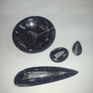 Orthoceras Fossil Bowl Set With Three Separate Squid Fossil - Etsy