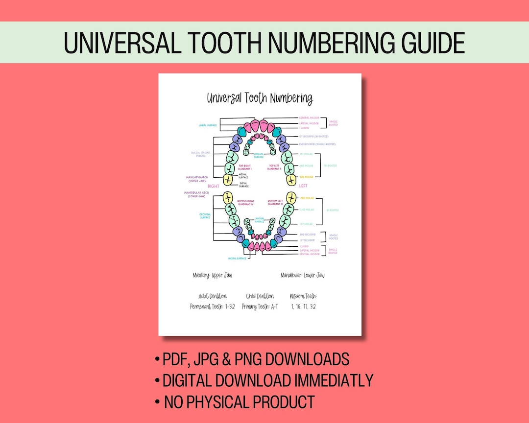 Universal Tooth Numbering Chart Available as Instant Digital Download ...