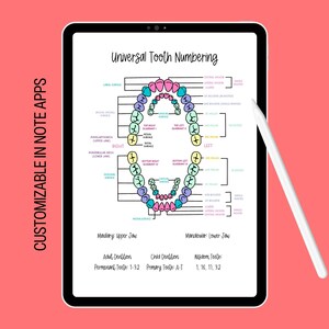 Universal Tooth Numbering Chart Available as Instant Digital Download ...