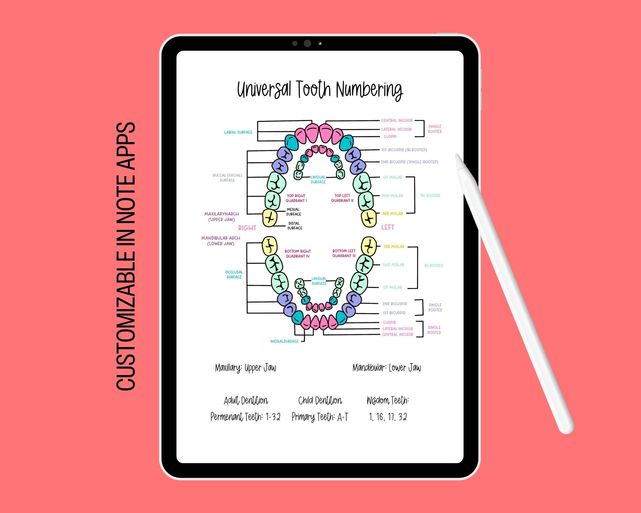Universal Tooth Numbering Chart Tooth Chart" Bilder: Stock Fotos