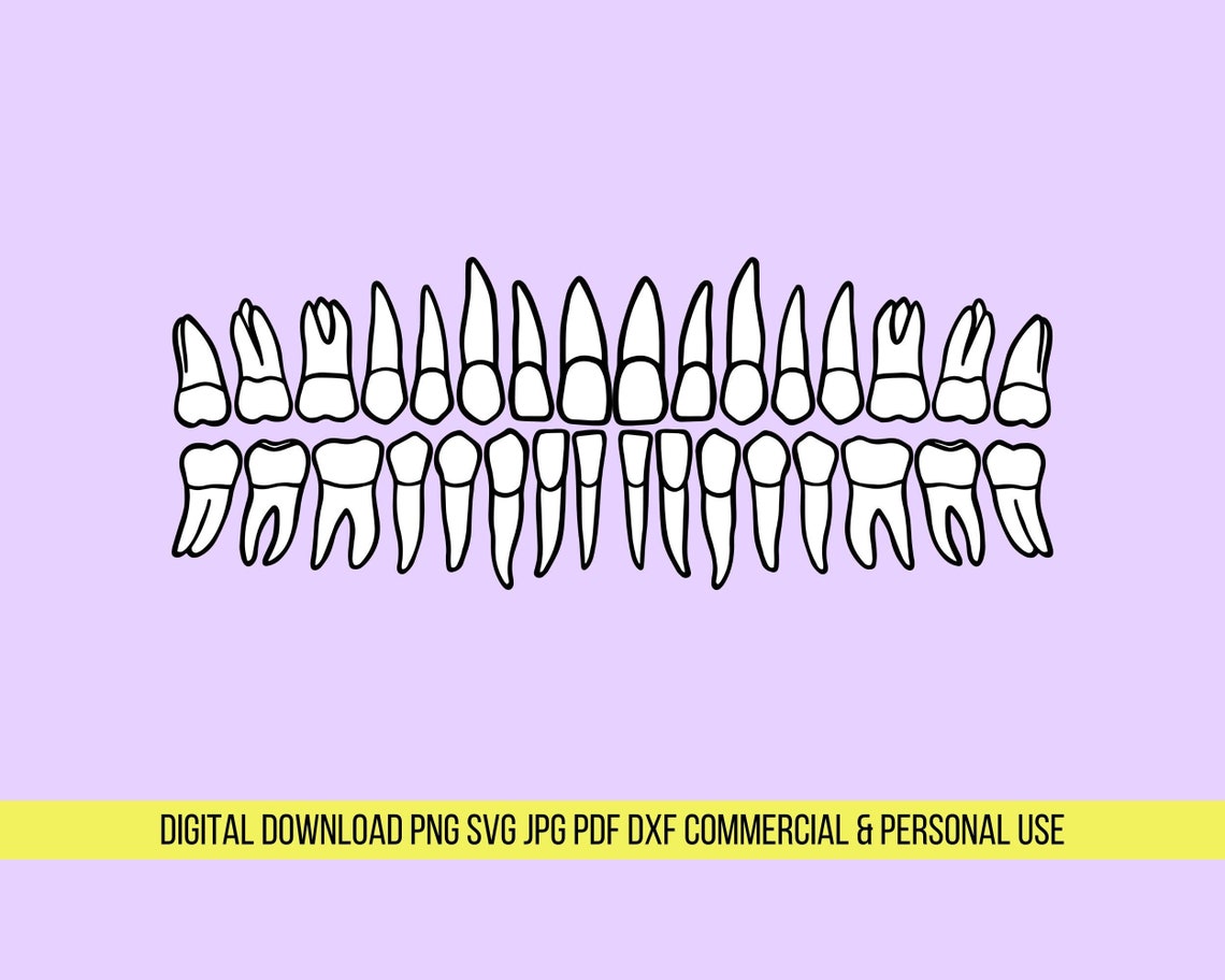 Dental Teeth SVG Files, Full Arch Digital Download for Cricut or ...