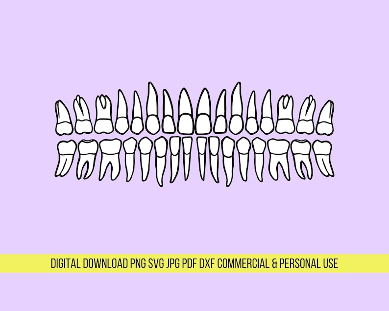 Dental Teeth SVG Files, Full Arch Digital Download for Cricut or ...
